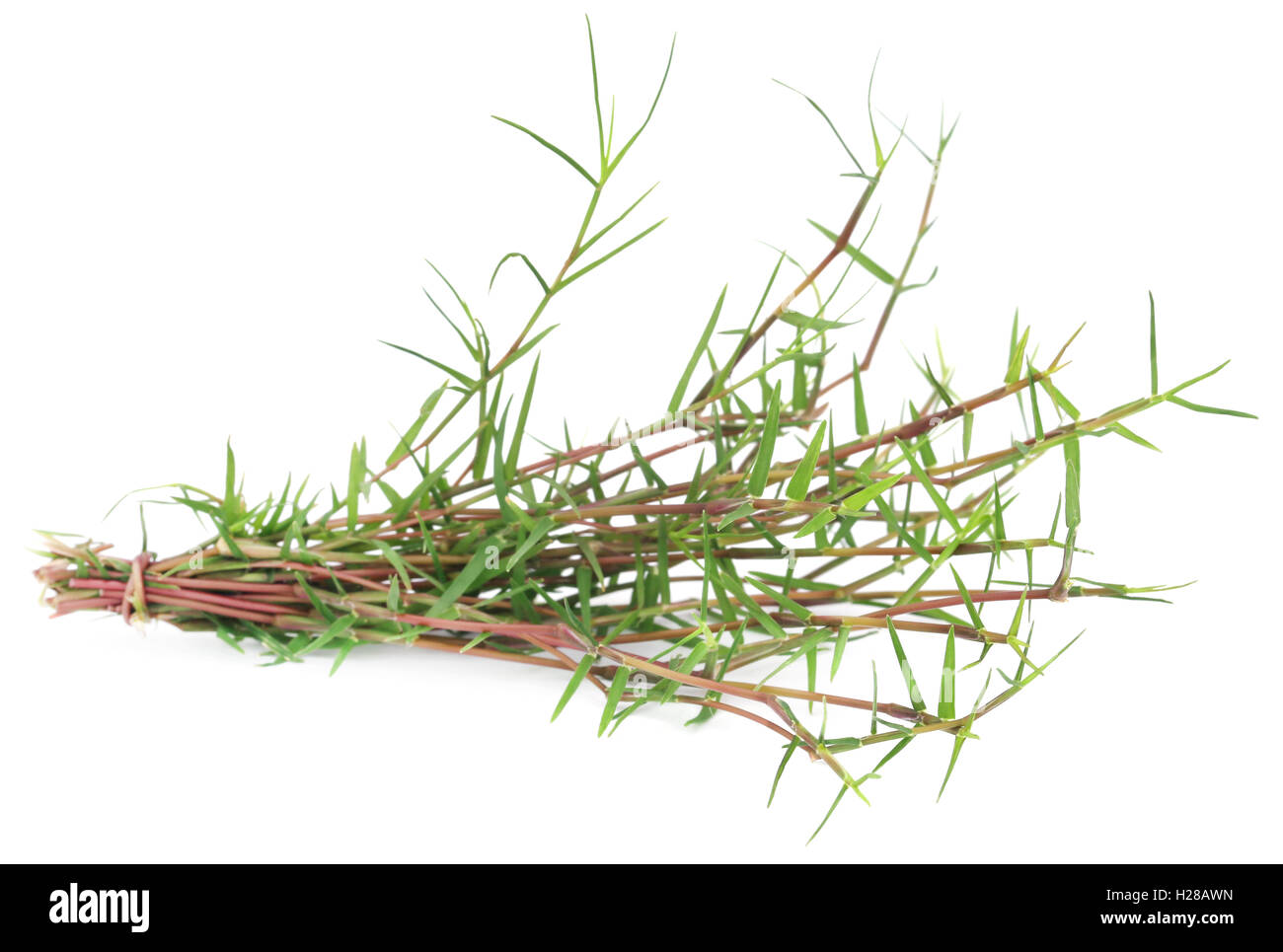 Bunch of grass tied over white background Stock Photo - Alamy