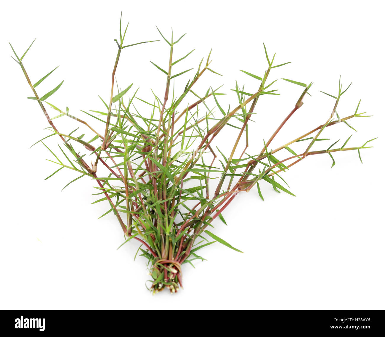 Bunch of grass tied over white background Stock Photo - Alamy