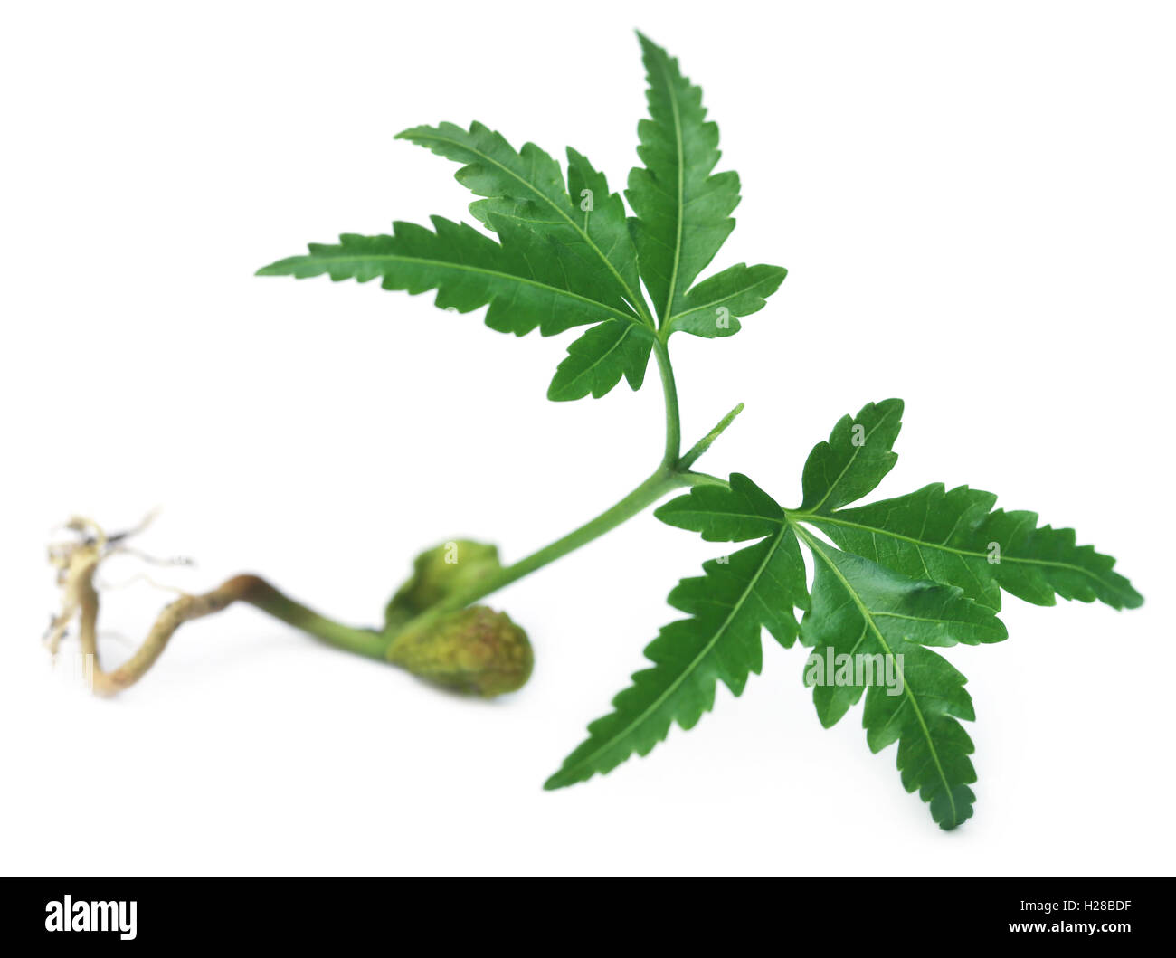 Young tree over green Cut Out Stock Images & Pictures - Alamy