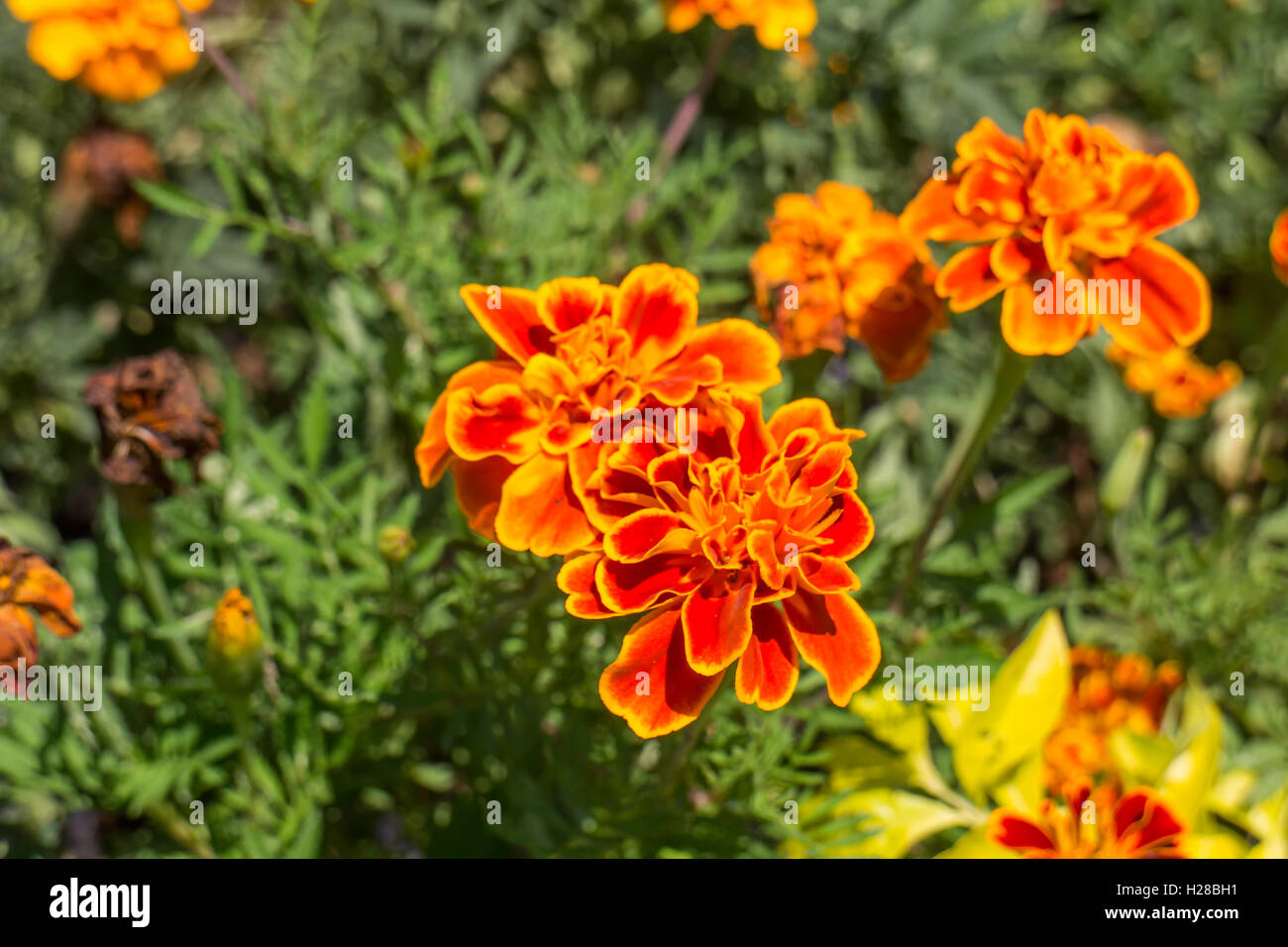 nursery decorative flower group. Close up shot Stock Photo - Alamy