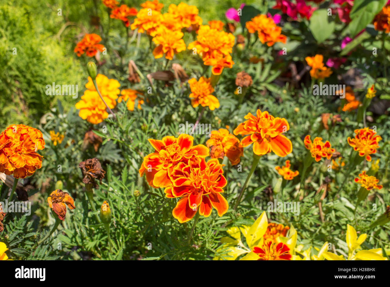nursery decorative flower group. Close up shot Stock Photo - Alamy