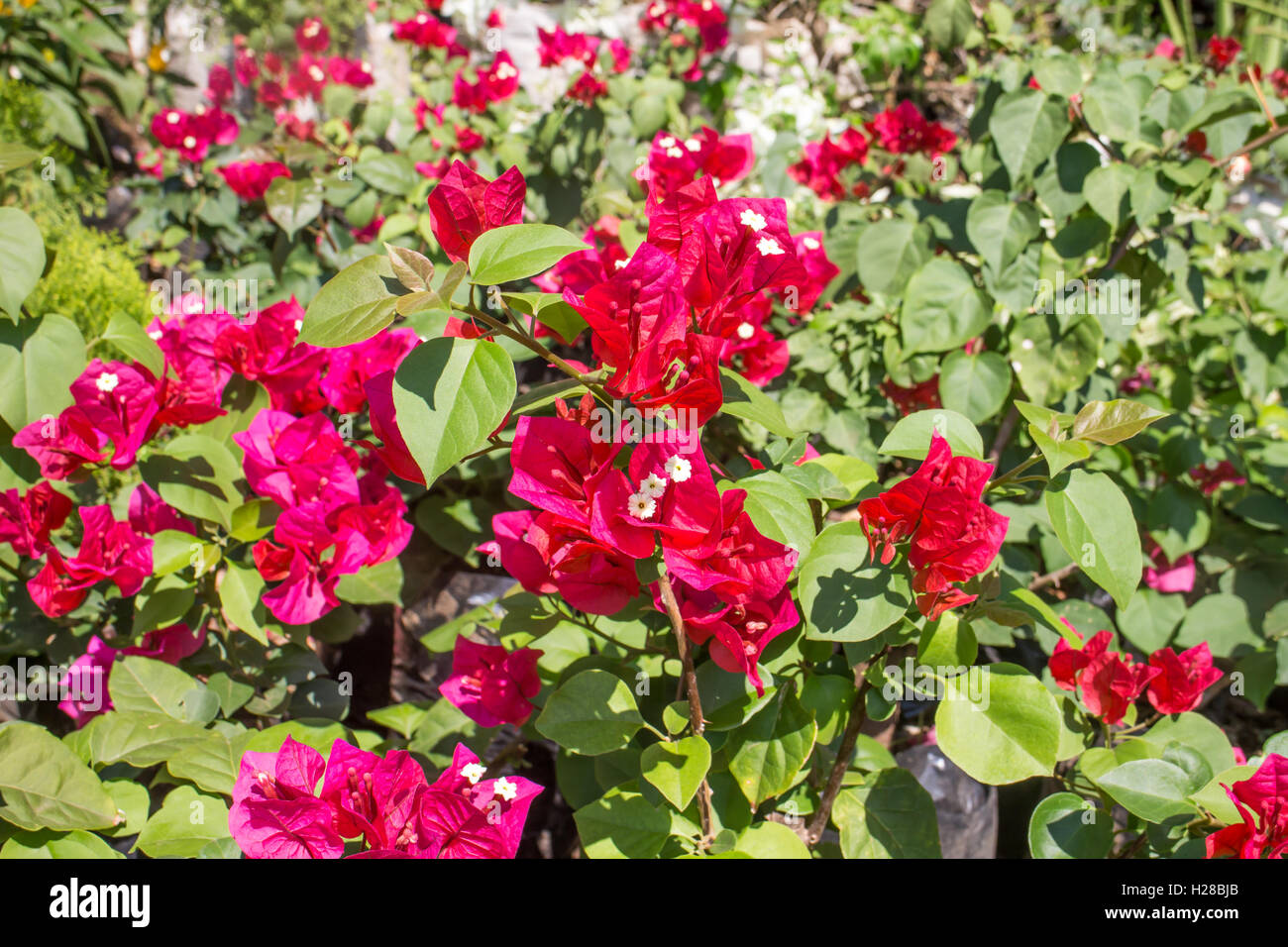 nursery decorative flower group. Close up shot Stock Photo - Alamy