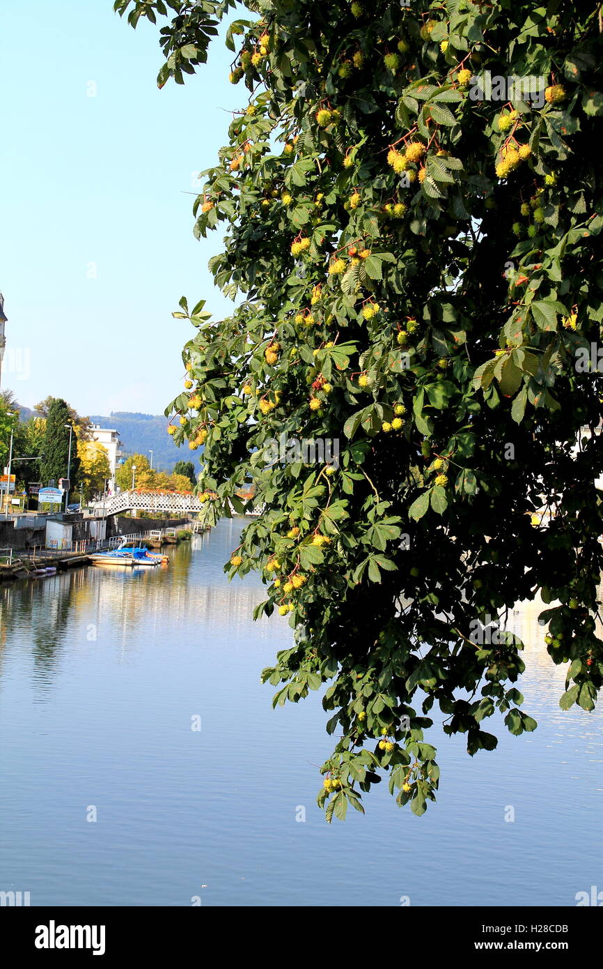 Tree over water hi-res stock photography and images - Alamy
