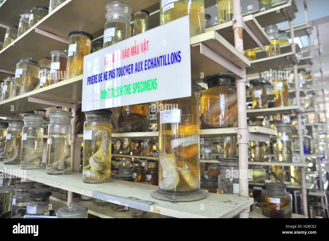 Mummified Fish High Resolution Stock Photography and Images - Alamy