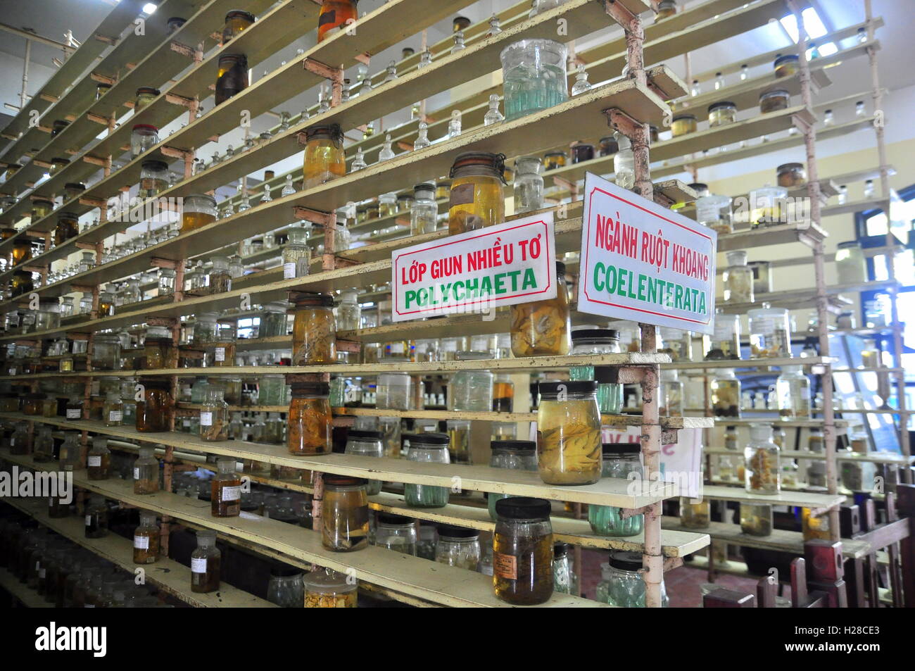 Mummified fish hi-res stock photography and images - Alamy