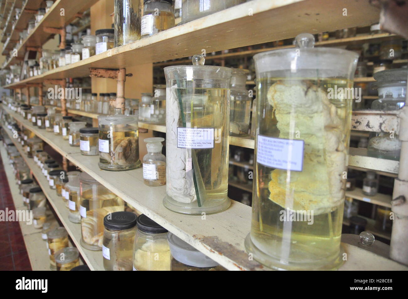 Mummified fish hi-res stock photography and images - Alamy