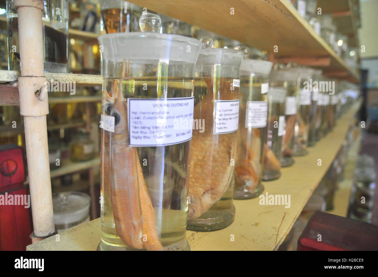 Nha Trang, Vietnam - February 9, 2016: Mummified specimen of all kinds ...