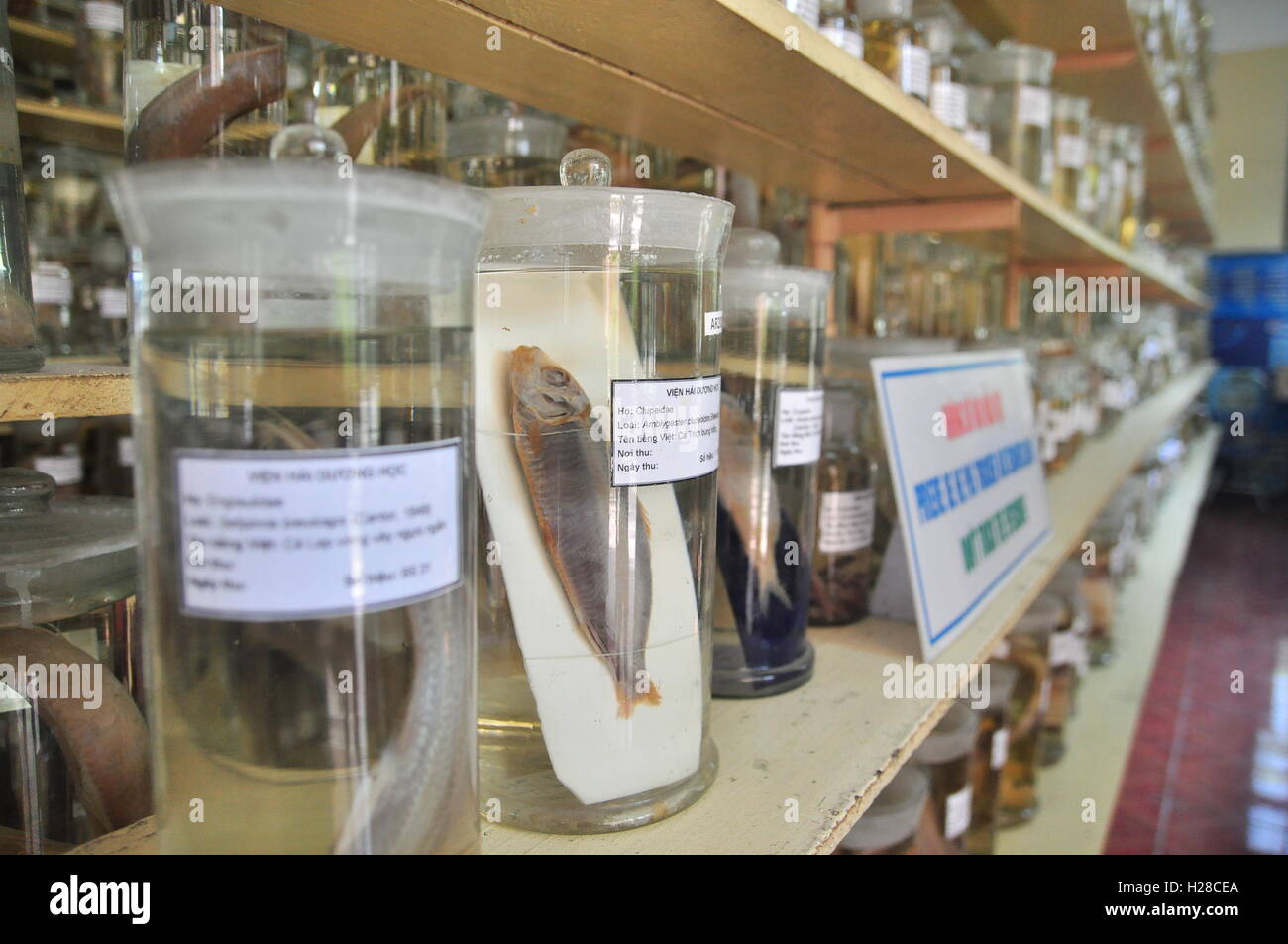 Nha Trang, Vietnam - February 9, 2016: Mummified specimen of all kinds ...