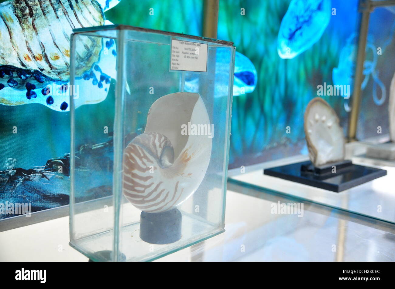 Mummified fish hi-res stock photography and images - Alamy