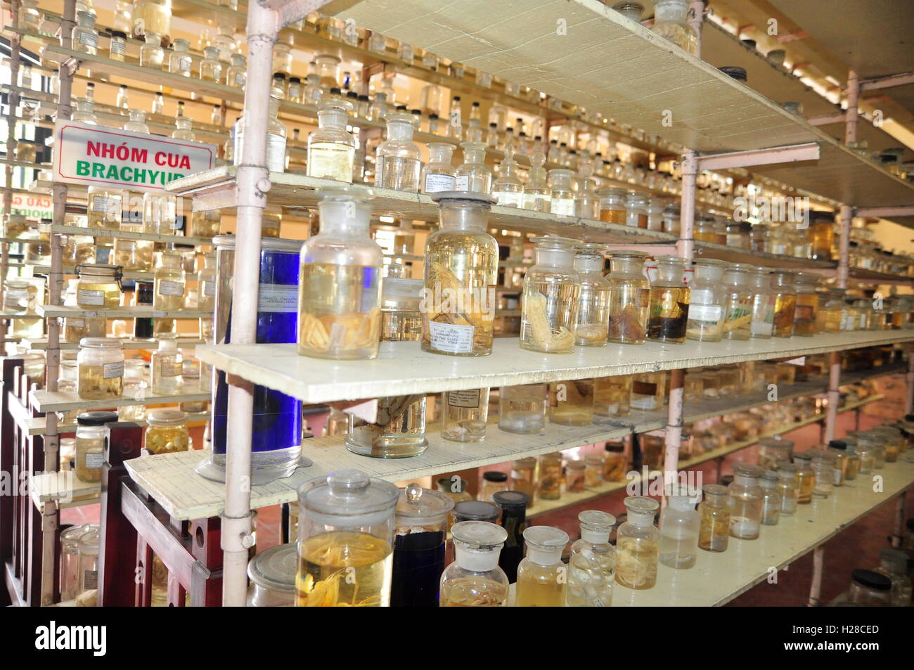 Mummified fish hi-res stock photography and images - Alamy