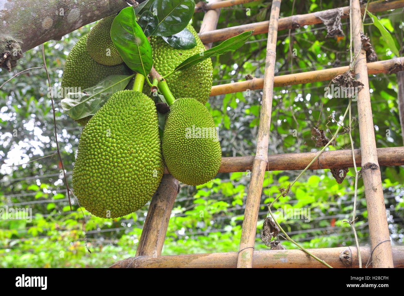 Green jackfruit peel texture hi-res stock photography and images - Alamy