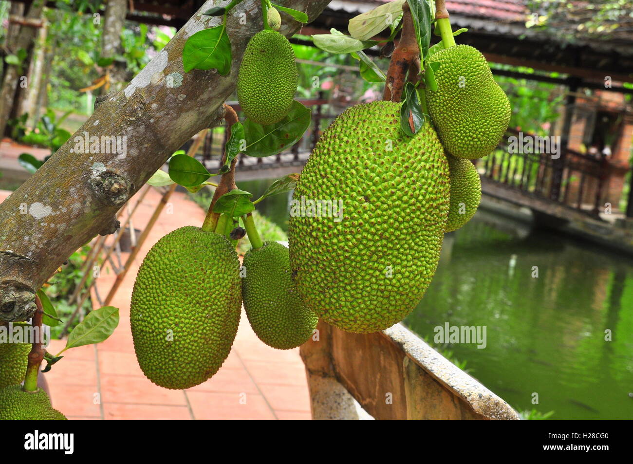 Green jackfruit peel texture hi-res stock photography and images - Alamy