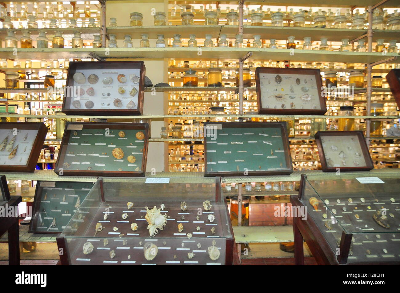 Mummified fish hi-res stock photography and images - Alamy