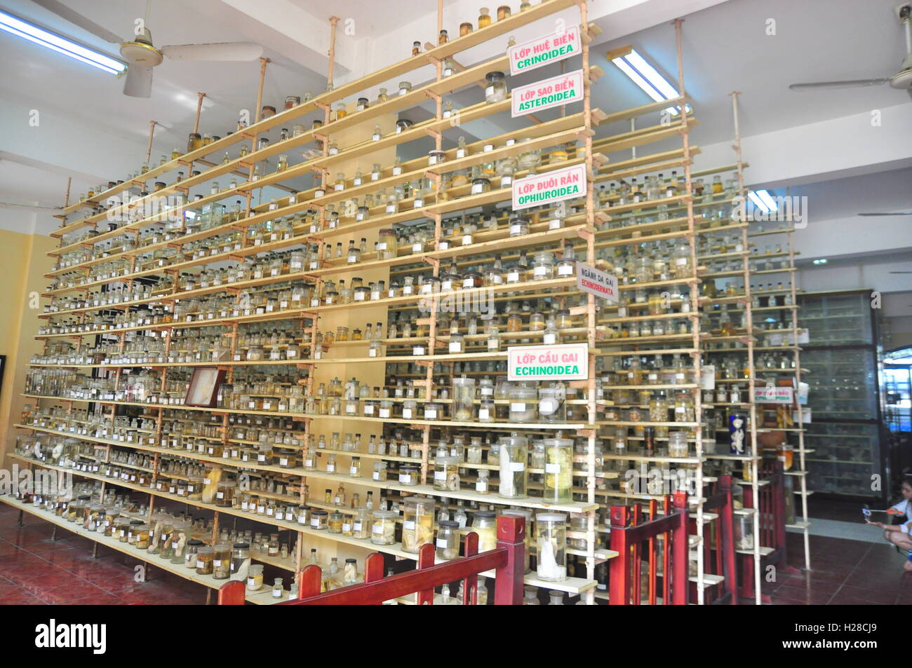 Mummified fish hi-res stock photography and images - Alamy