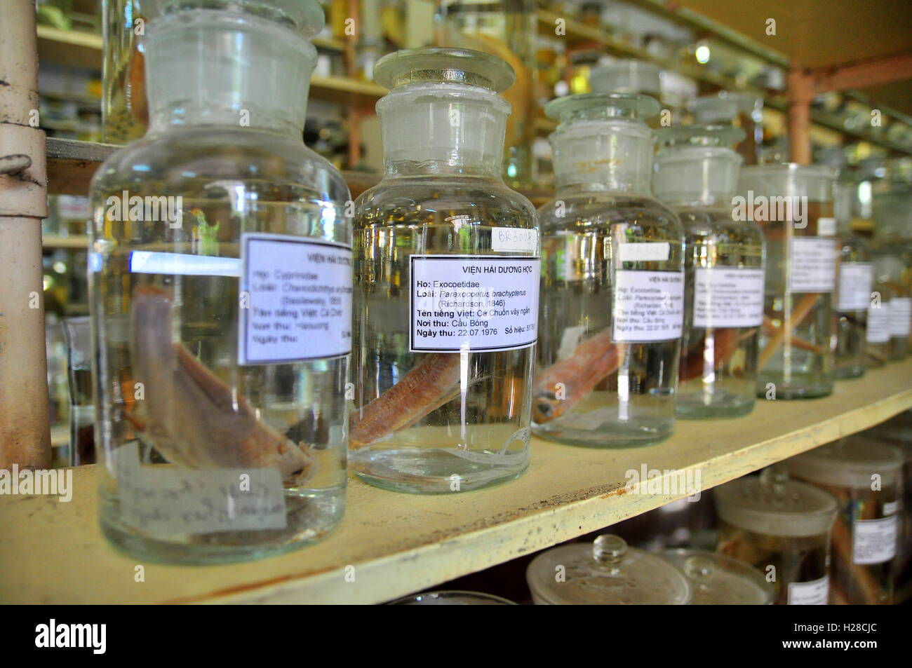 Nha Trang, Vietnam - February 9, 2016: Mummified specimen of all kinds ...