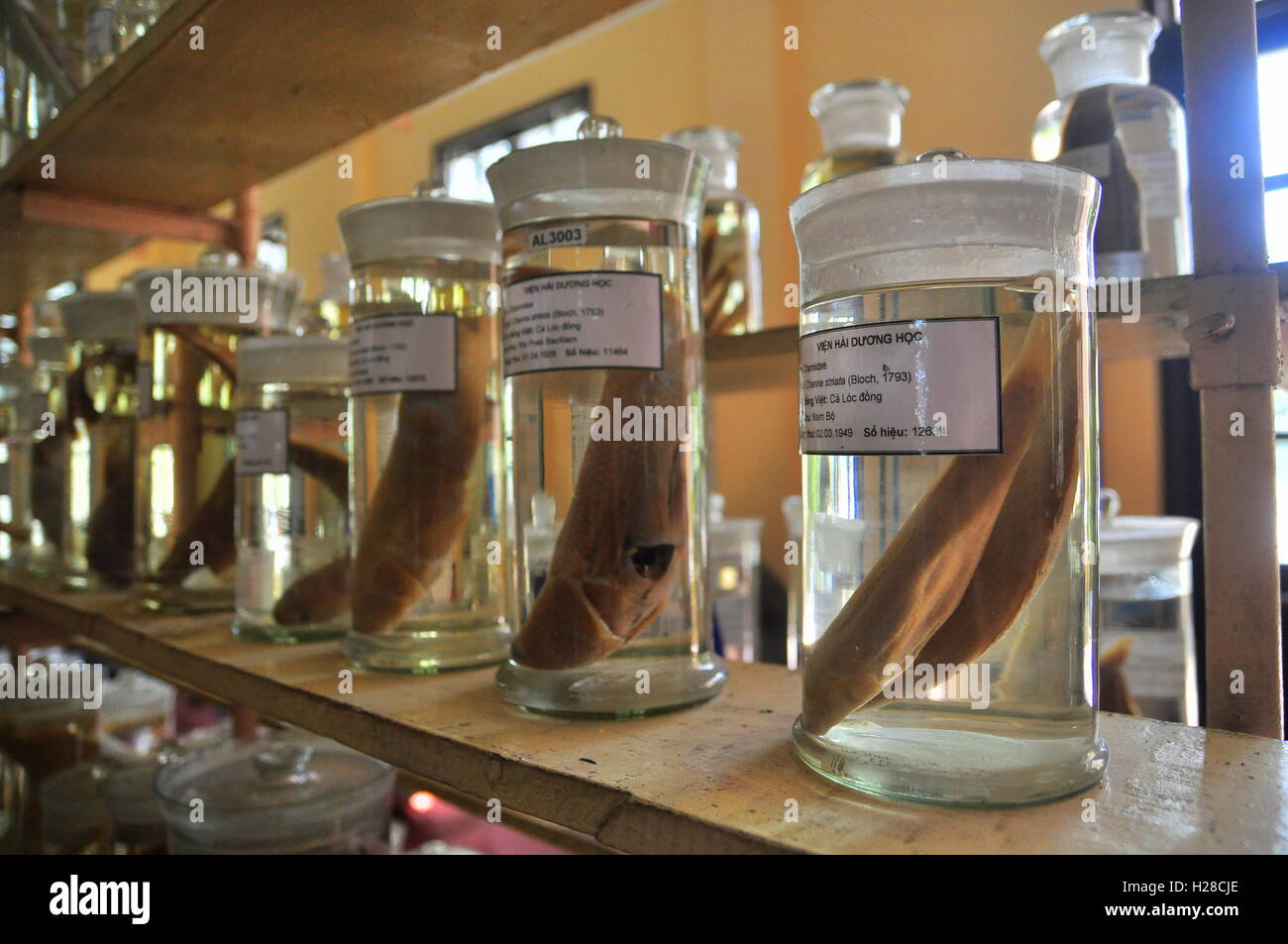 Mummified fish hi-res stock photography and images - Alamy