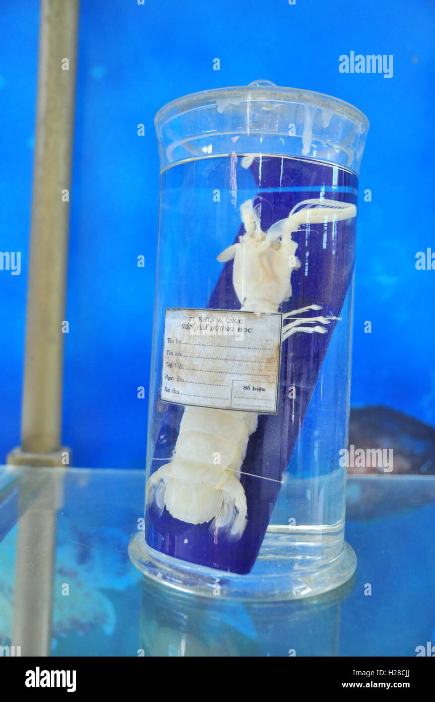 Nha Trang, Vietnam - February 9, 2016: Mummified specimen of all kinds ...