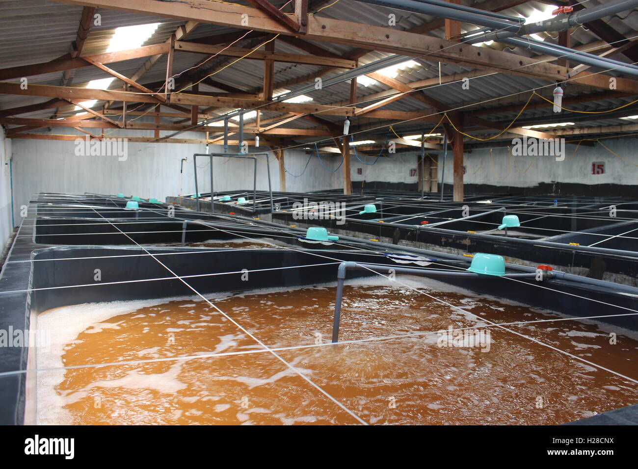 Shrimp hatchery hi-res stock photography and images - Alamy
