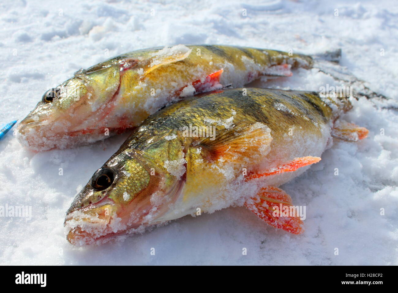 Salmon fishing scotland fish caught hi-res stock photography and images ...