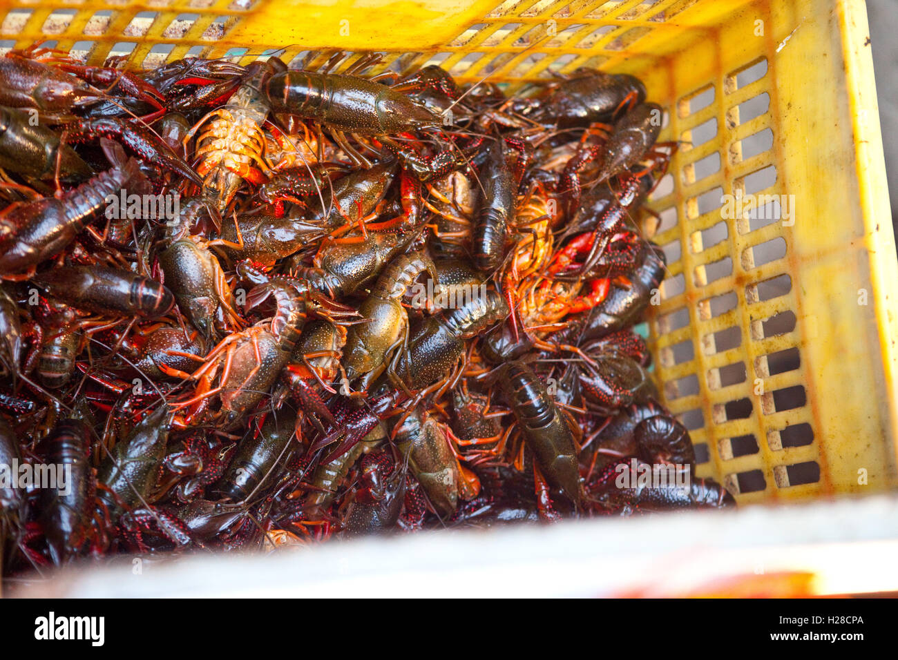 Delhi boil hi-res stock photography and images - Alamy