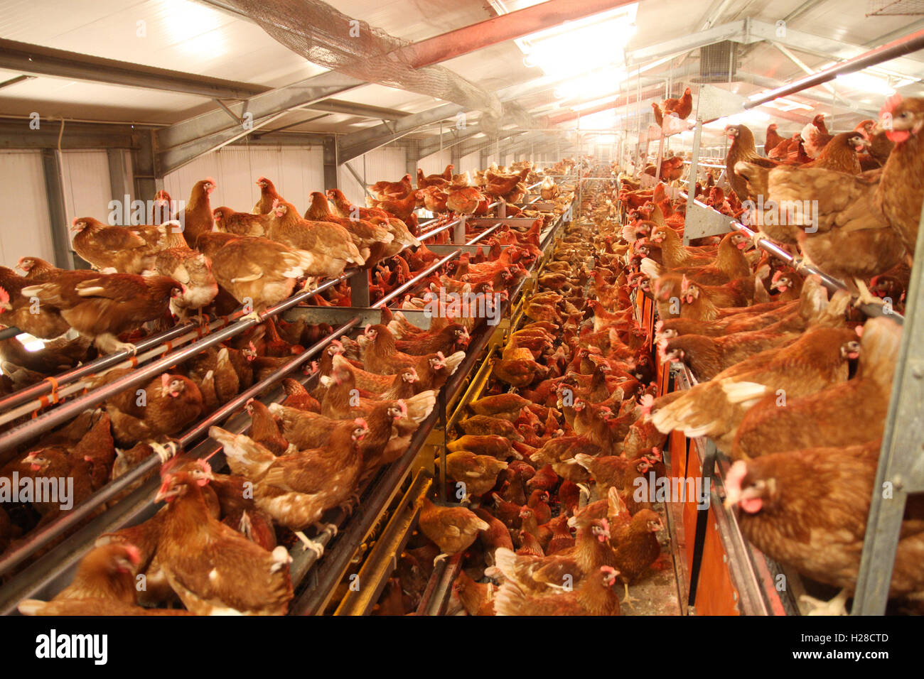 Scotland - July 8, 2015: Young free-range hens at a chicken farm in the ...