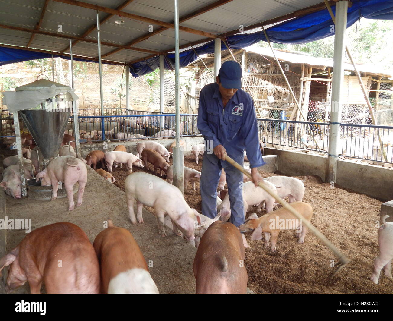 Long An, Vietnam - November 16, 2015: A farmer is feeding his farmed ...
