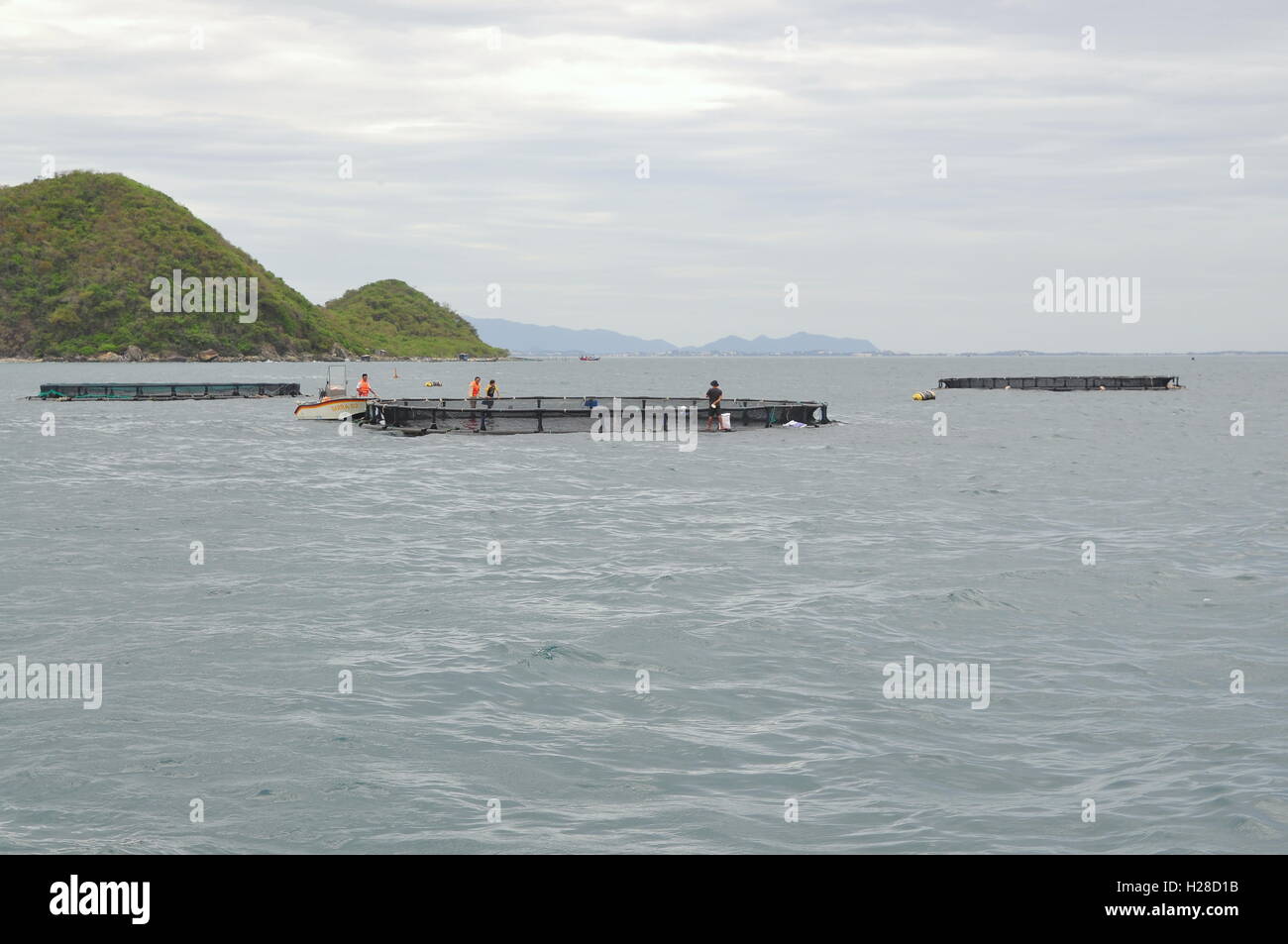 Nha Trang, Vietnam - June 23, 2013: Feeding barramundi fish in cage ...