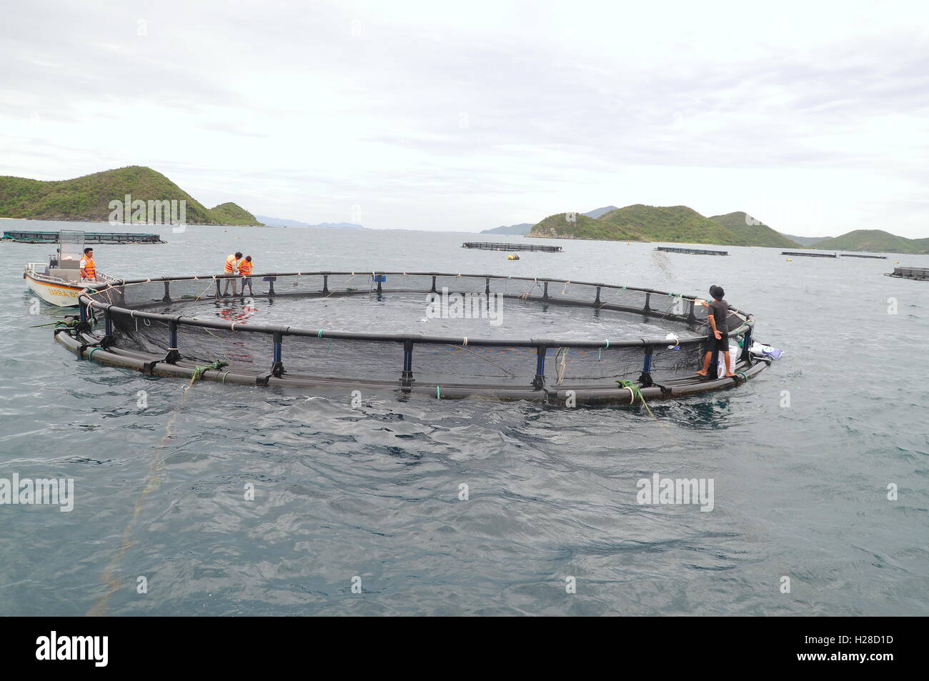 Nha Trang, Vietnam - June 23, 2013: Feeding barramundi fish in cage ...