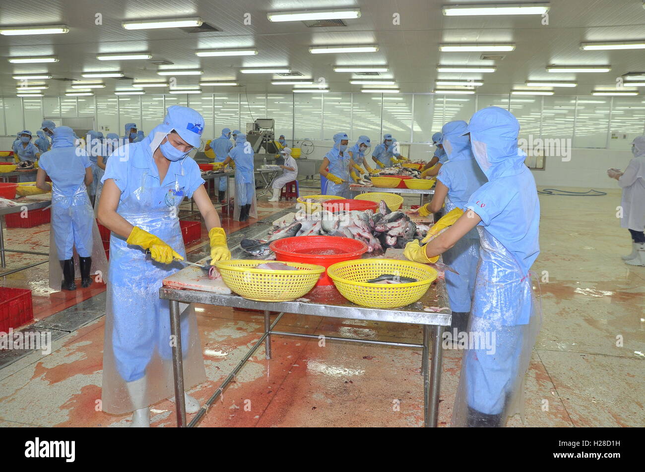 Production line workers filleting fish hi-res stock photography and ...