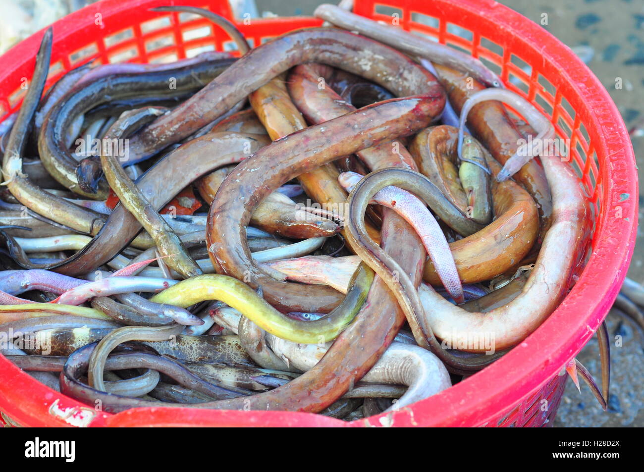 Fish eels are for sale in a local seafood market at the seaport Stock ...