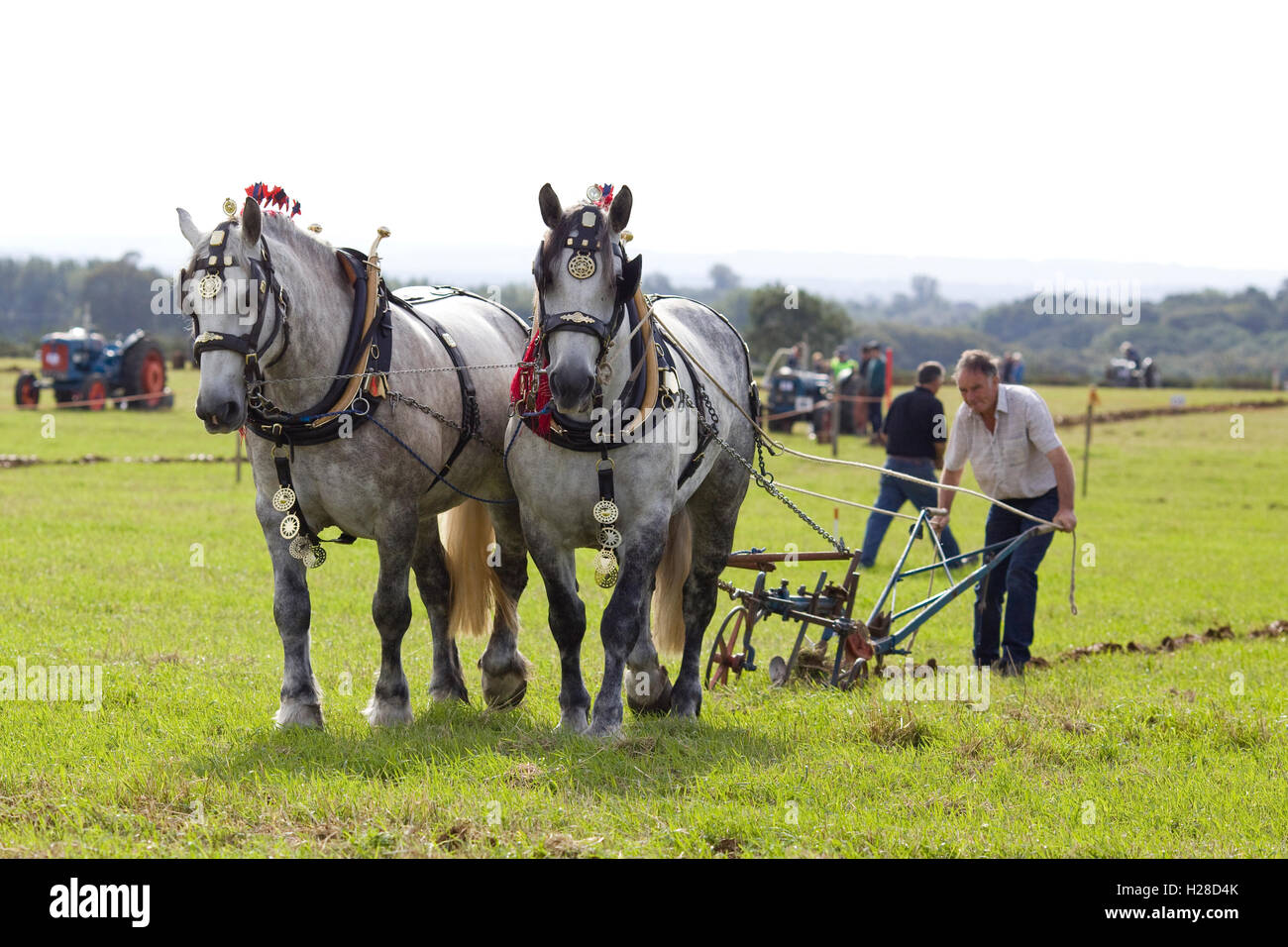 Traditional ploughing a farmer works the land with horses and a Single ...