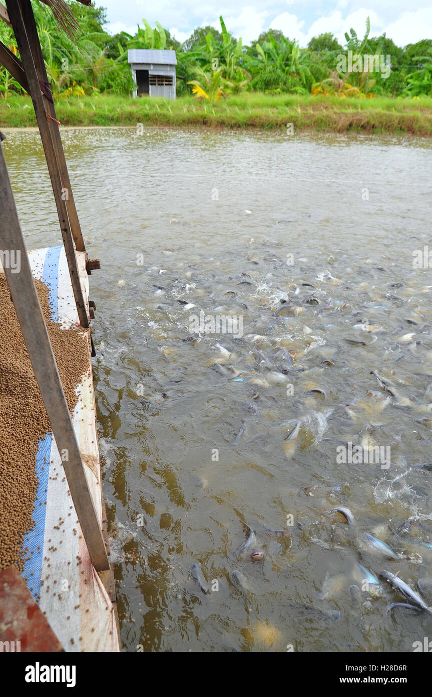Pangasius vietnam hi-res stock photography and images - Alamy