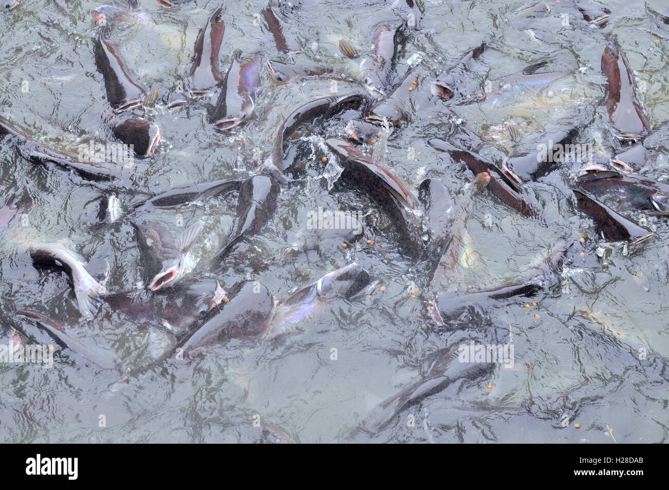 Vietnamese fish farming hi-res stock photography and images - Alamy