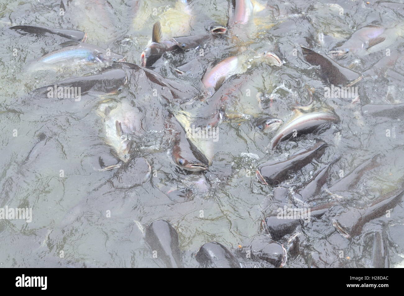 Pangasius fish or Vietnamese catfish are scrambling to eat in a farming ...