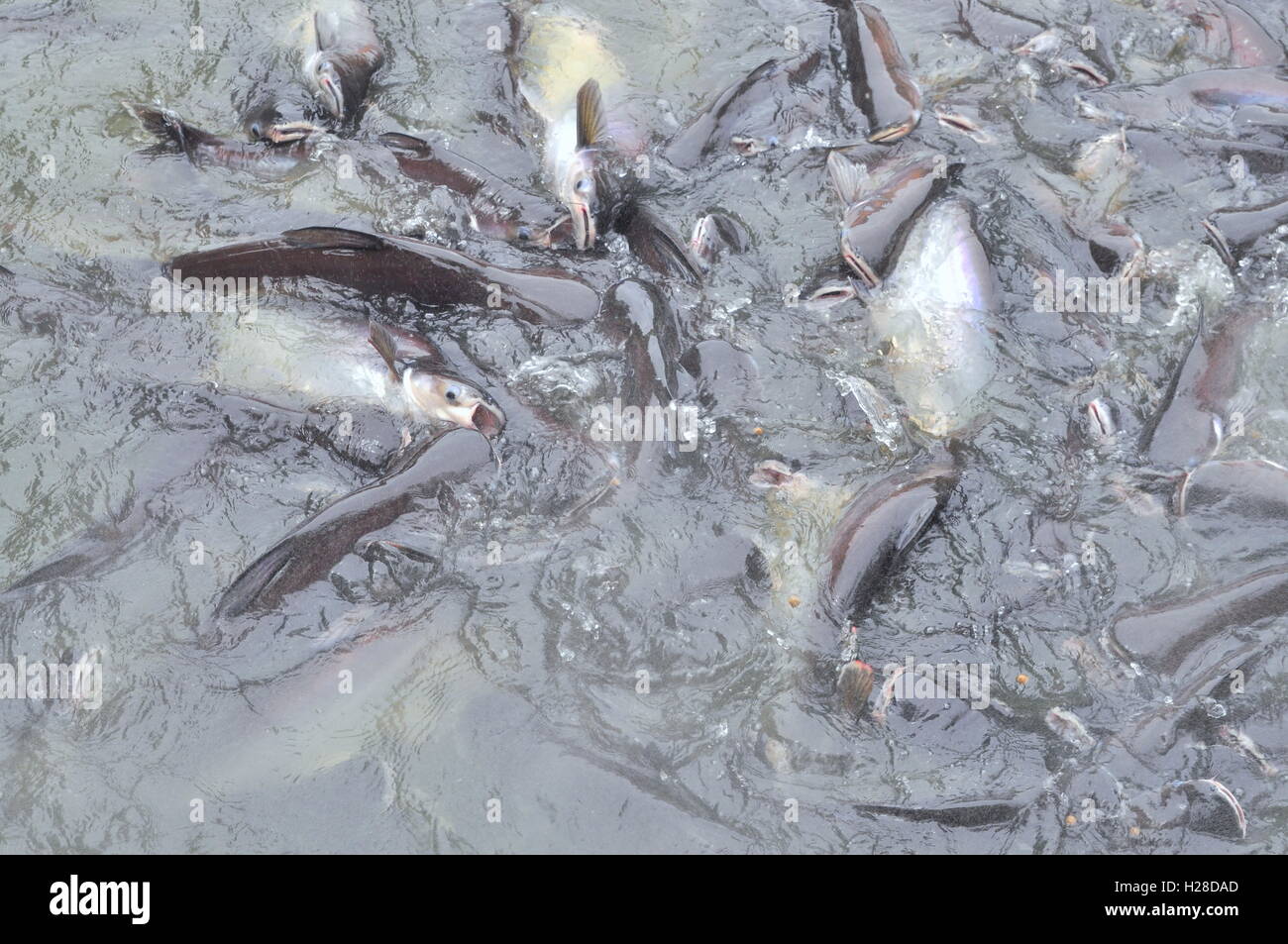 Fish farming antibiotics hi-res stock photography and images - Alamy