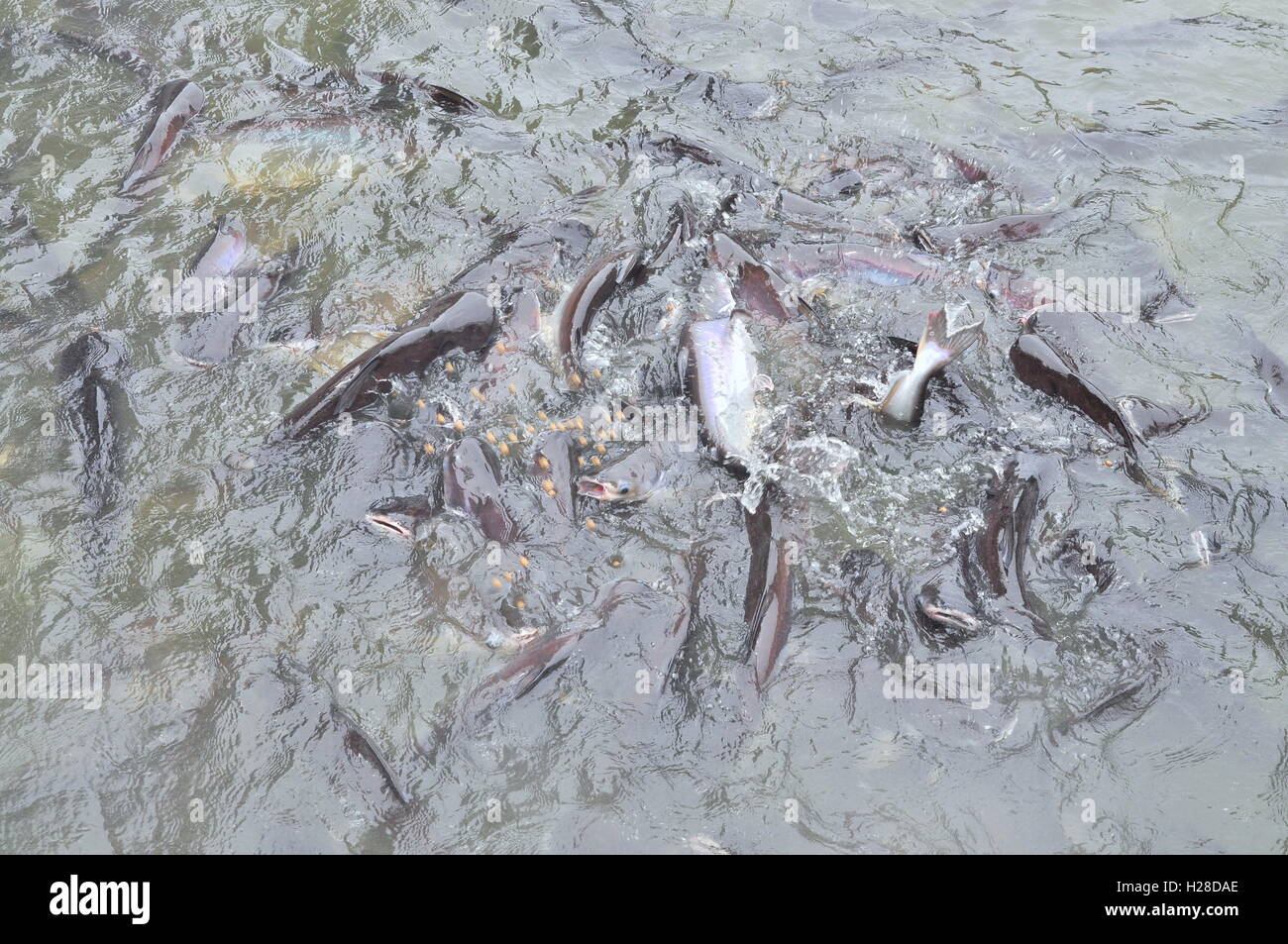 Pangasius fish or Vietnamese catfish are scrambling to eat in a farming ...