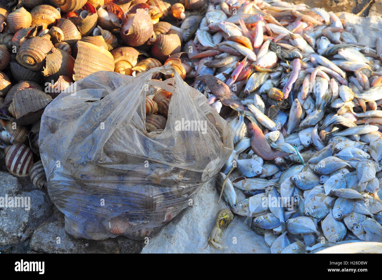 Trash fish are collected to produce fishmeal and fish oil Stock Photo ...