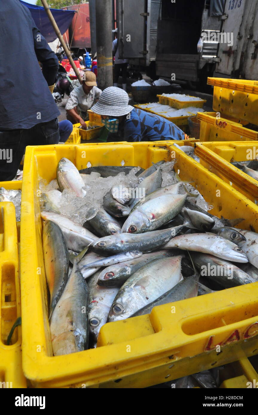 Fishes are put into loading waiting for loading onto trucks hi-res ...