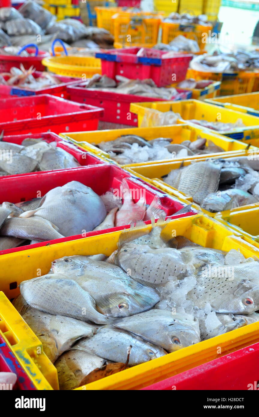 Fishes are put into loading waiting for loading onto trucks hi-res ...
