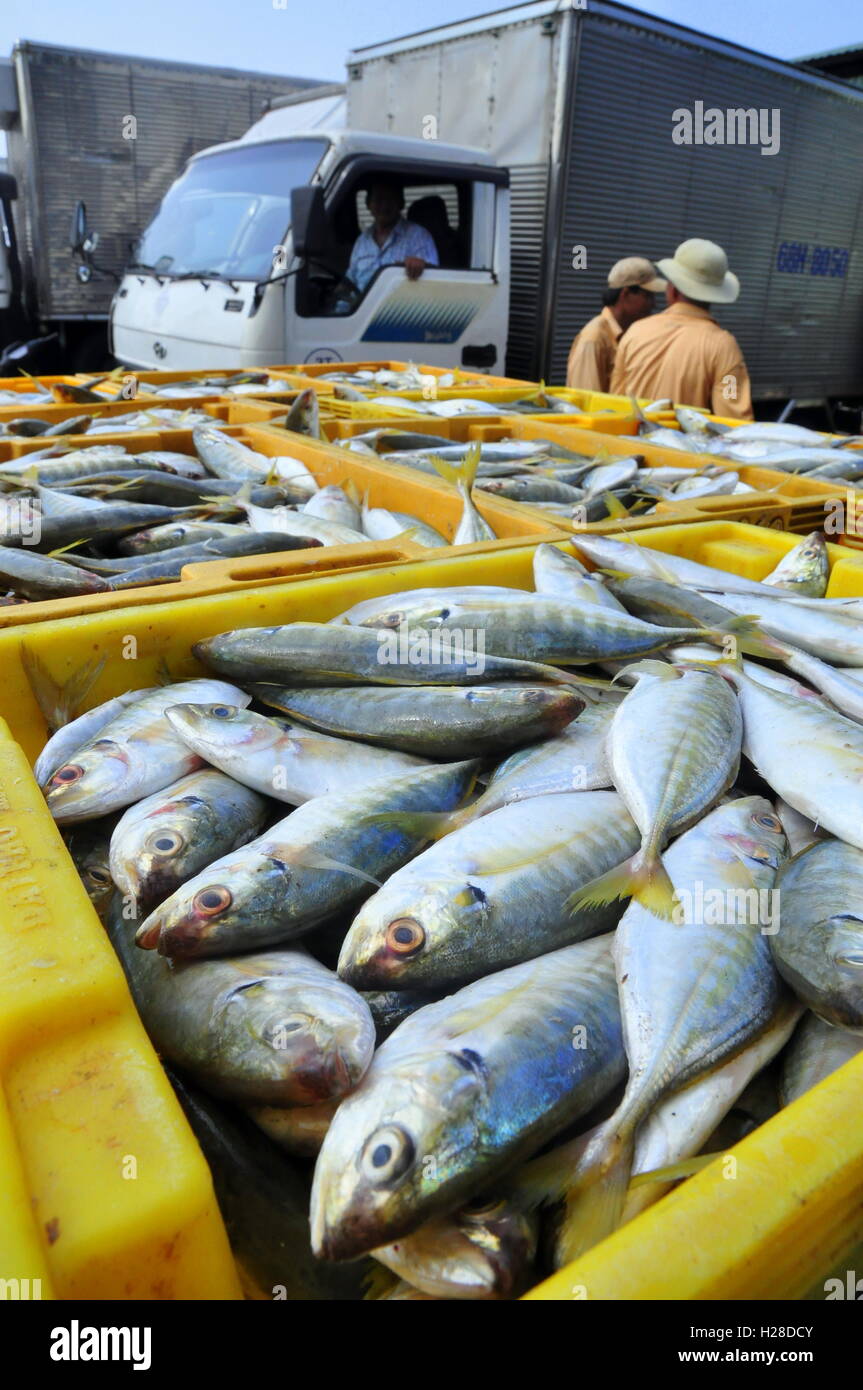 Fishes are put into loading waiting for loading onto trucks hi-res ...