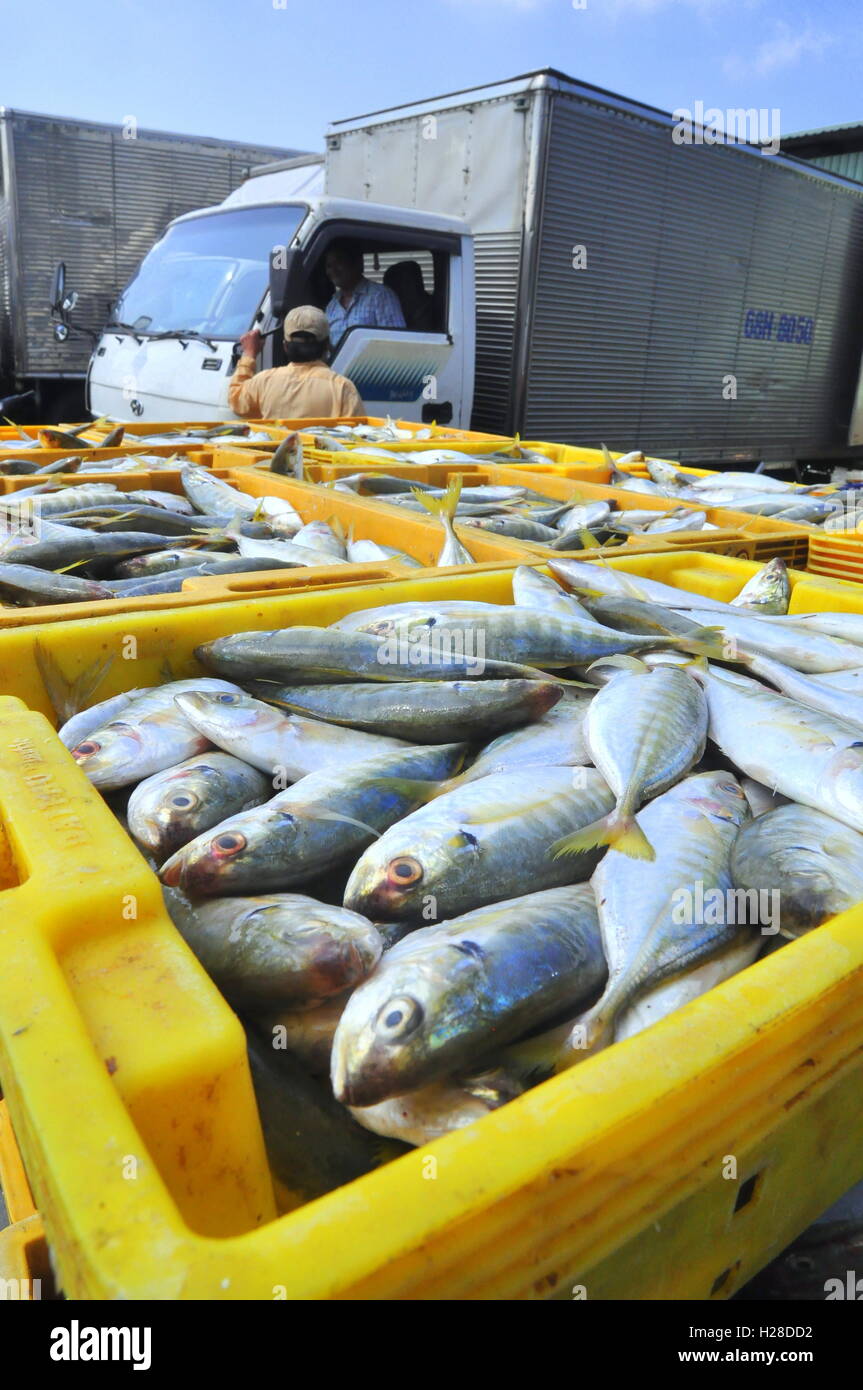 Fishes are put into loading waiting for loading onto trucks hi-res ...
