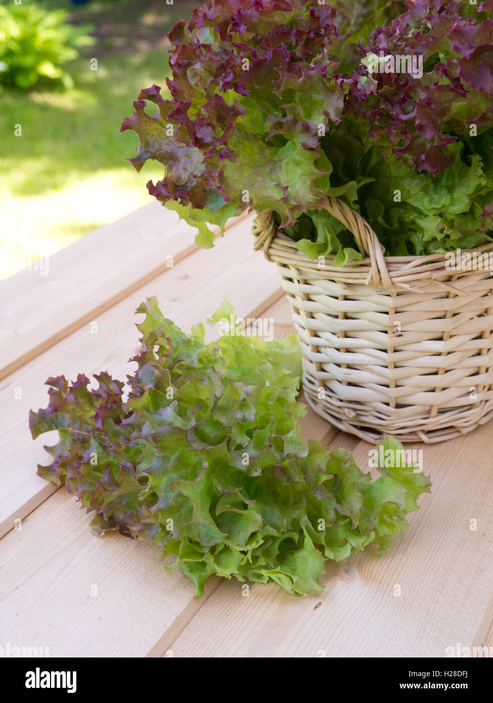 Lollo rosso salad in the small basket on the sunny garden background ...