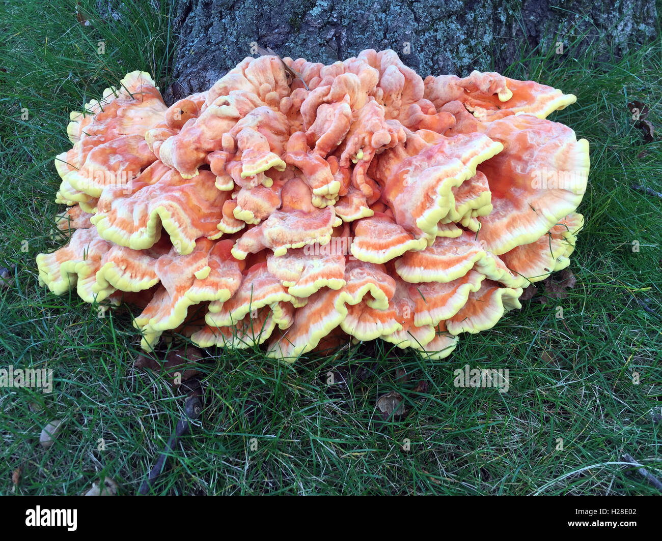 Chicken of the woods mushrooms growing on a tree in the wild Stock ...