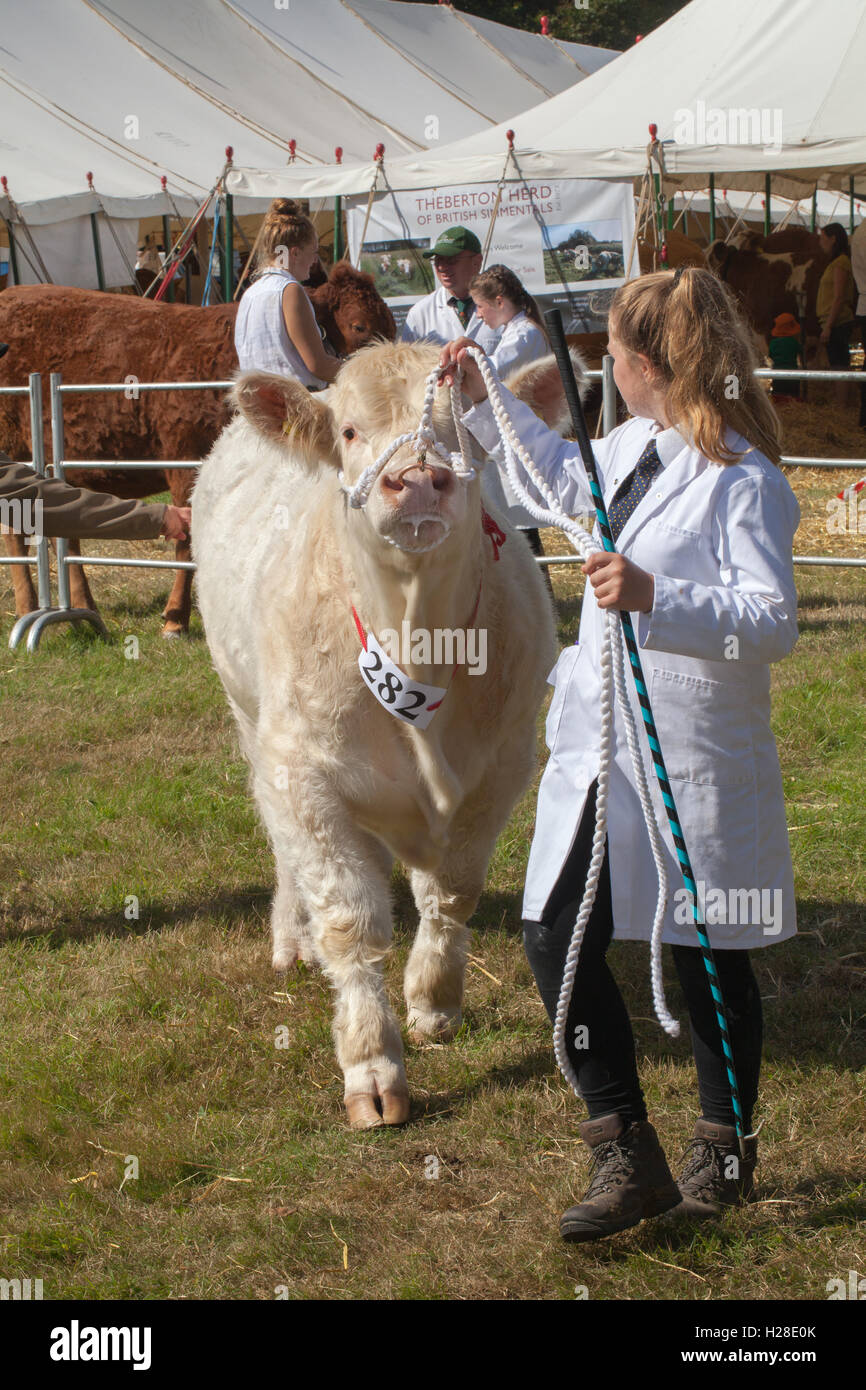 Charolais Cattle (Bos taurus). Show Ring. Aylsham Annual Agricultural ...