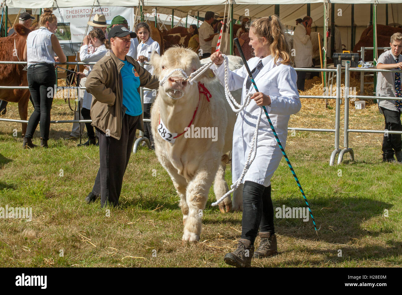 Charolais Cattle (Bos taurus). Show Ring. Aylsham Annual Agricultural ...