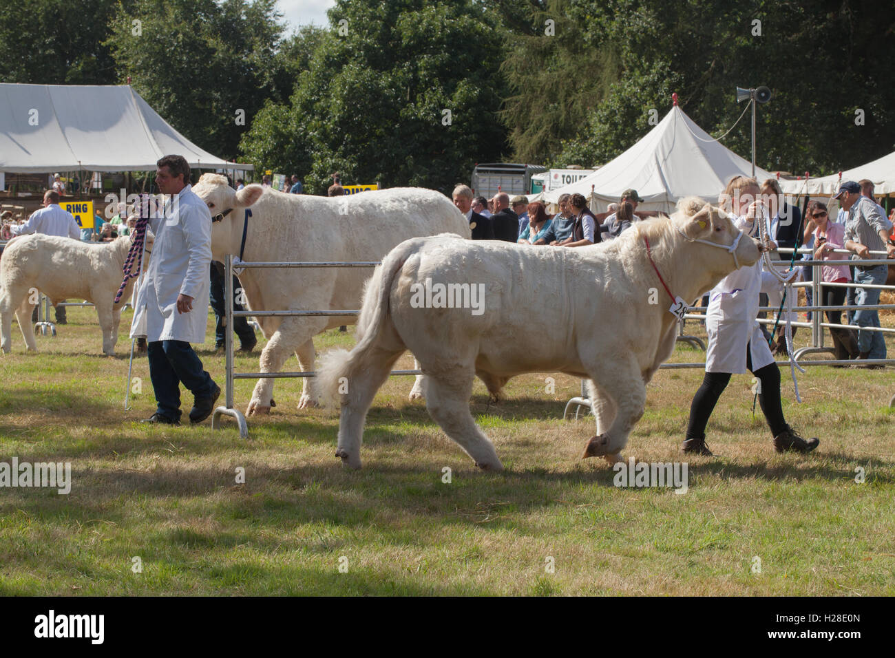 Charolais Cattle (Bos taurus). Parade around Show Ring. Aylsham Annual ...