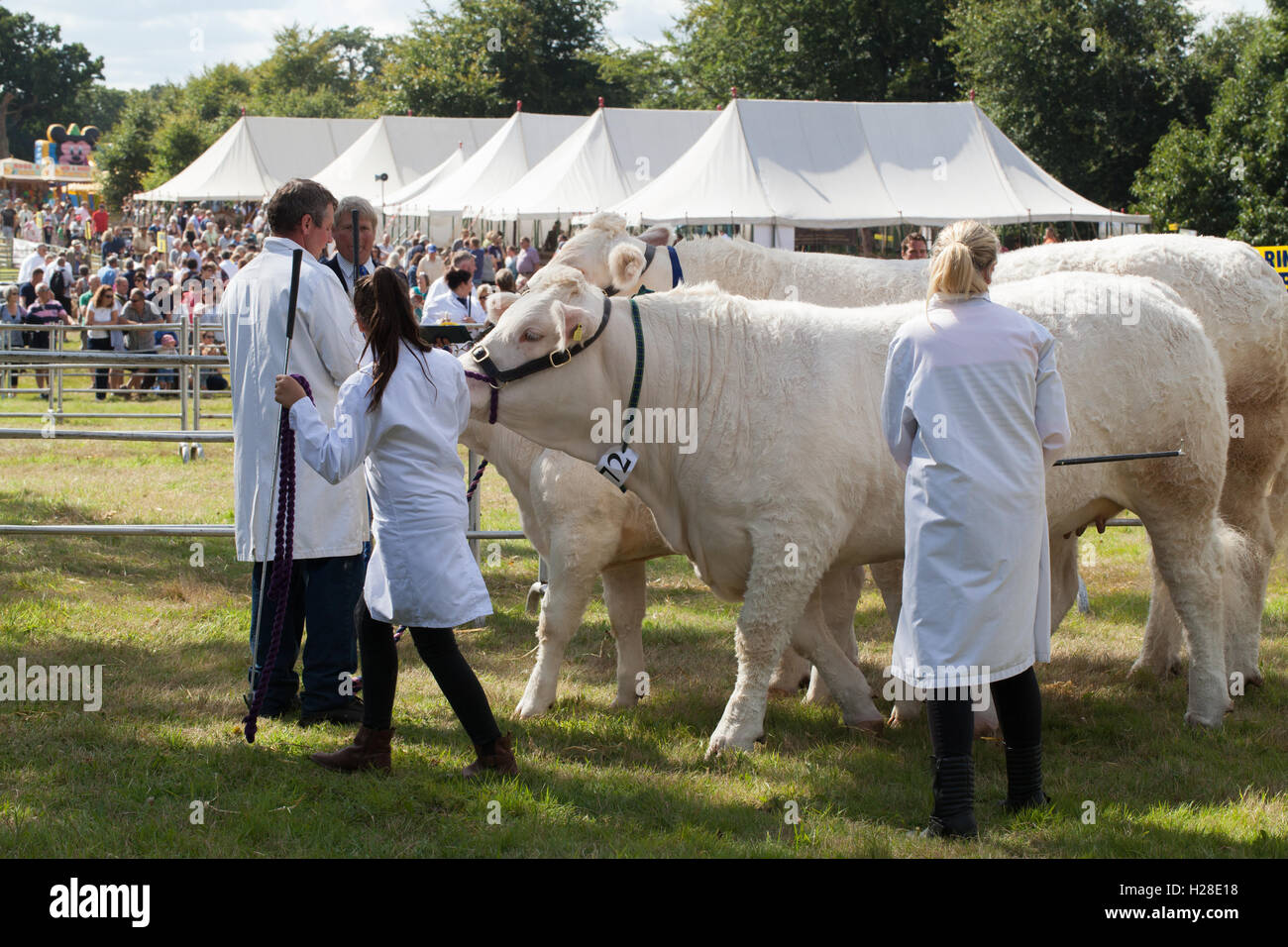 Cattle handlers hi-res stock photography and images - Alamy