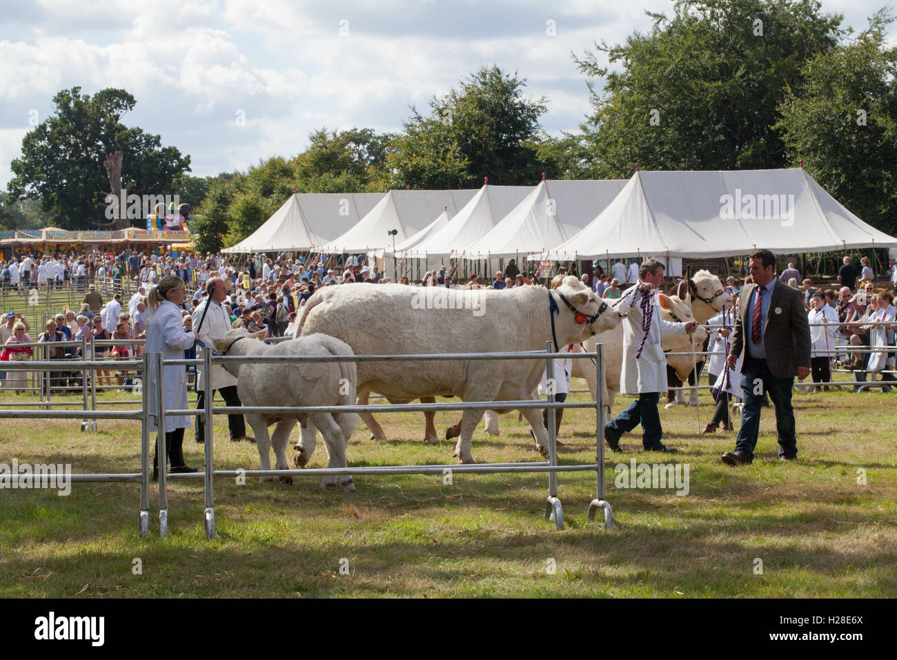 Cattle showing judging in hi-res stock photography and images - Alamy