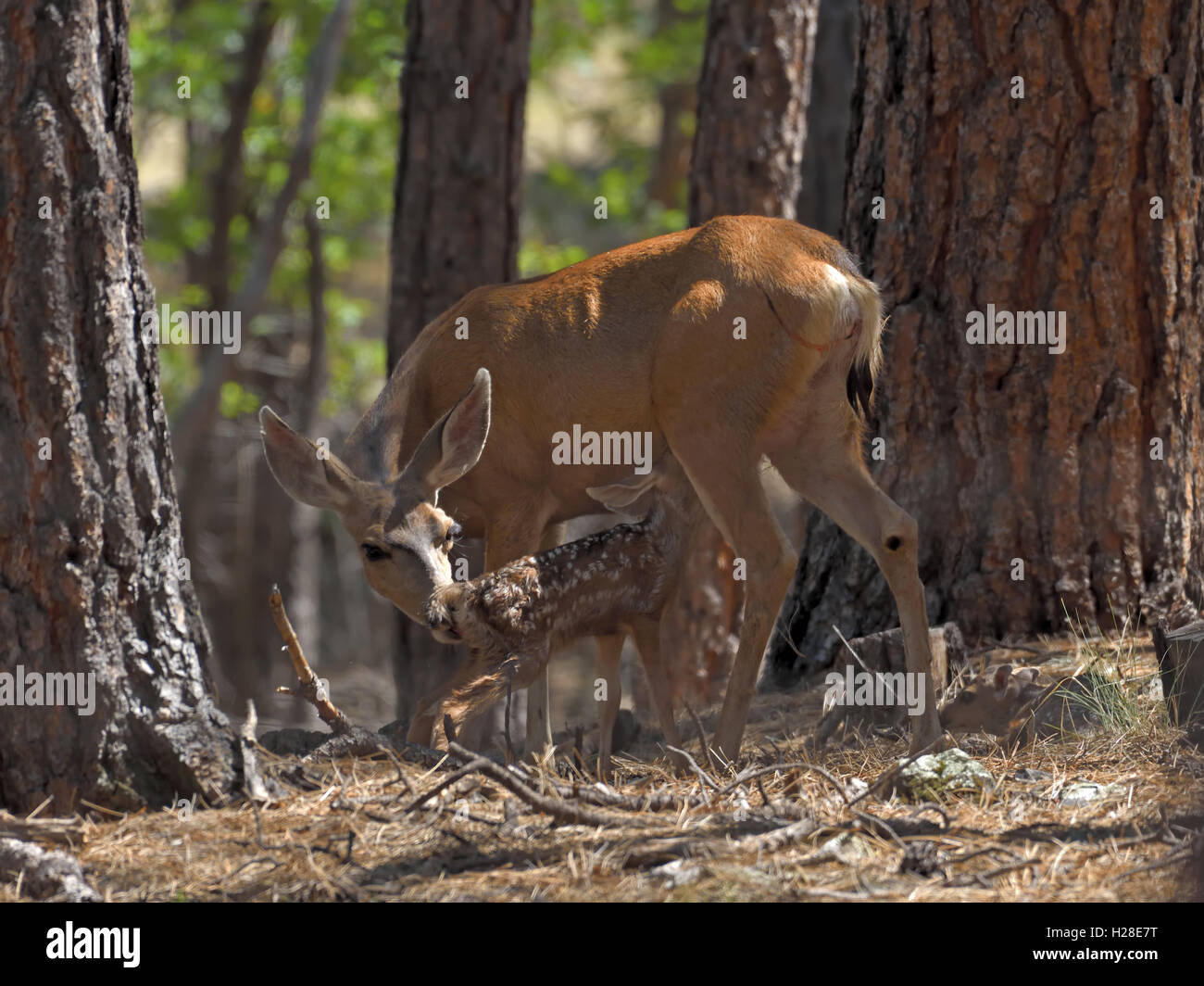 Mother mule deer cleaning fawn while it nurses Stock Photo - Alamy