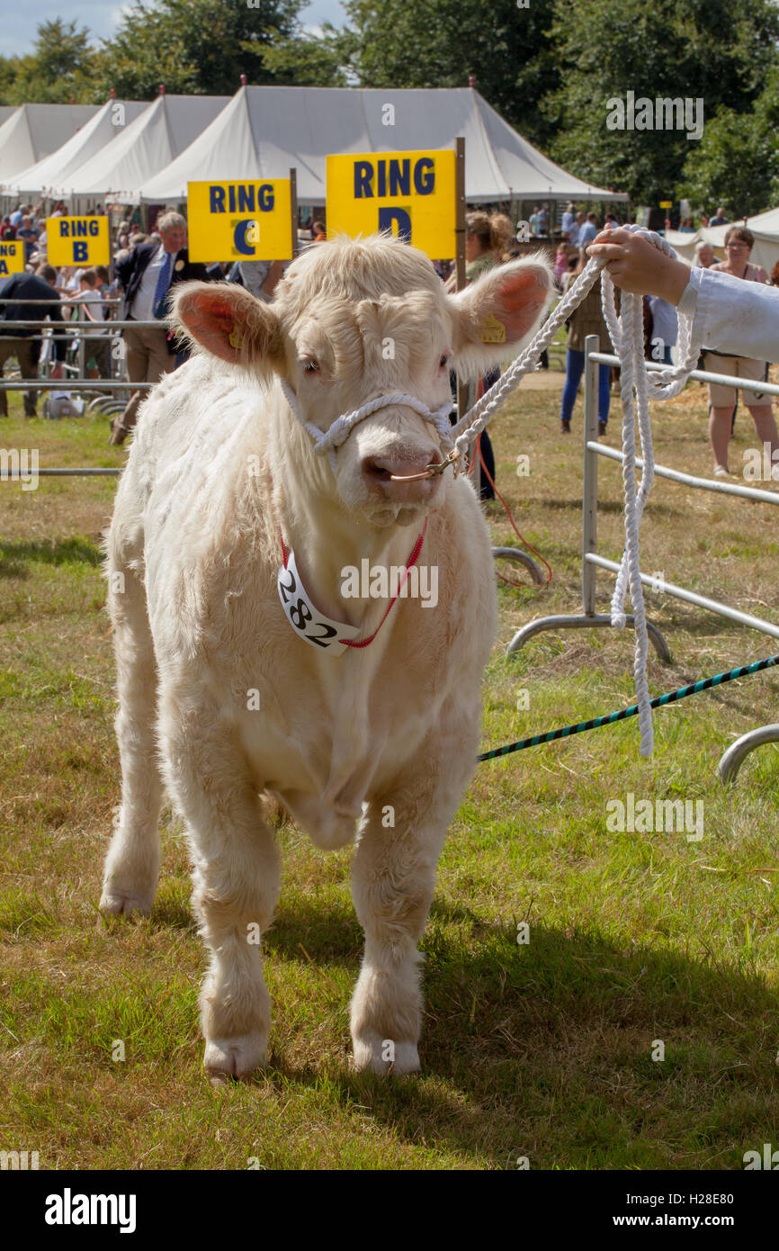 Charolais Cow (Bos taurus). Show Ring. Aylsham Annual Agricultural Show ...